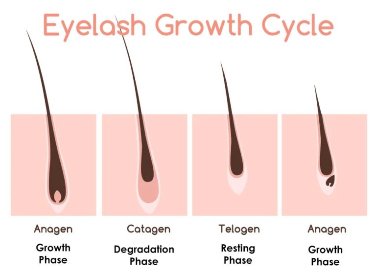 What is the Lifespan of an Eyelash? - Lash Masterclass