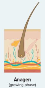 Lash Growth Cycle: Everything You Need to Know - Lash Masterclass