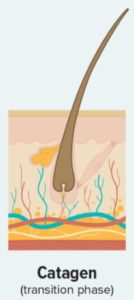 Lash Growth Cycle: Everything You Need to Know - Lash Masterclass