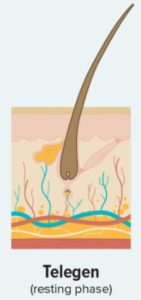 Lash Growth Cycle: Everything You Need to Know - Lash Masterclass